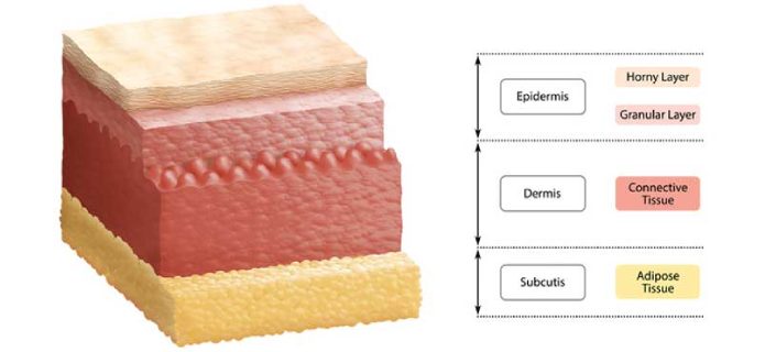 Beyond Skin Deep: Understanding the Layers of the Skin